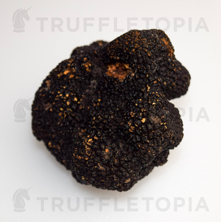 Fresh White Truffles Black Truffles Winter Spring and Summer Truffles ...